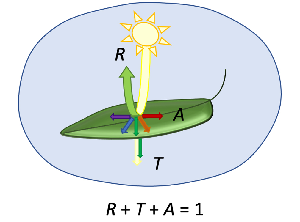 Leaf Absorbtance – Aquation